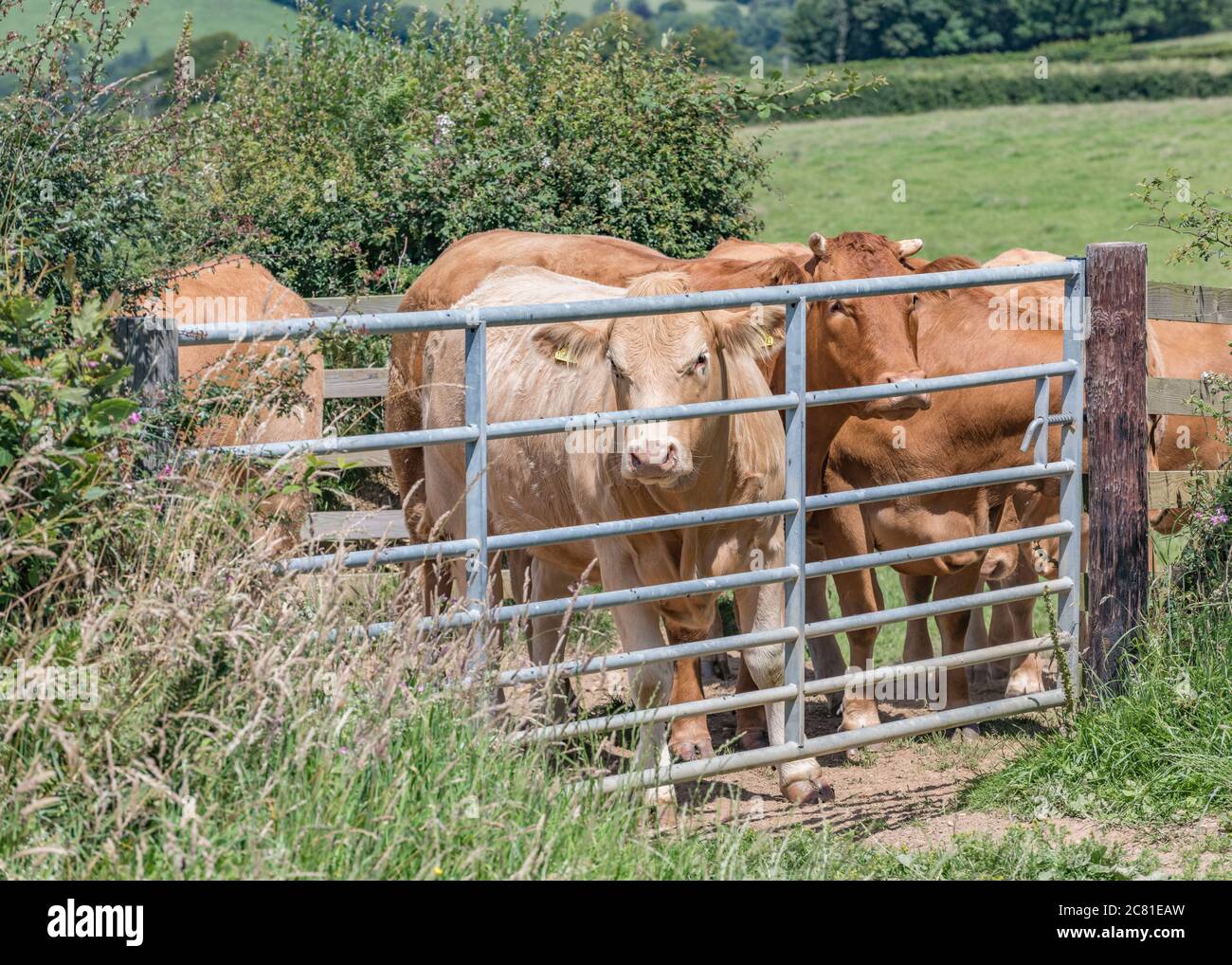 Young bulls behind farm gate & looking towards camera. Metaphor UK ...