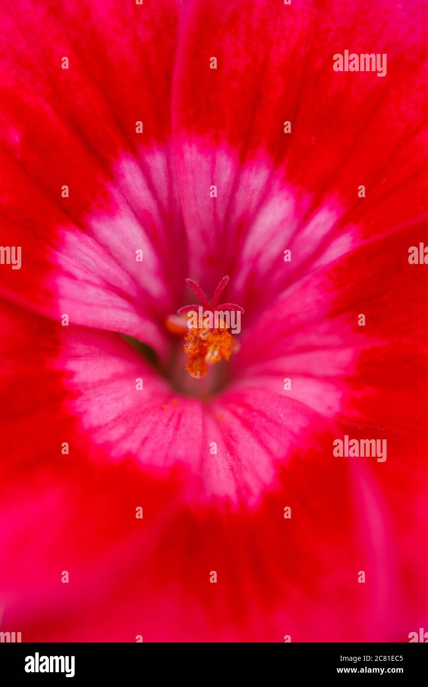 Macro of a Geranium 'Pretty Little' in a UK garden Stock Photo - Alamy