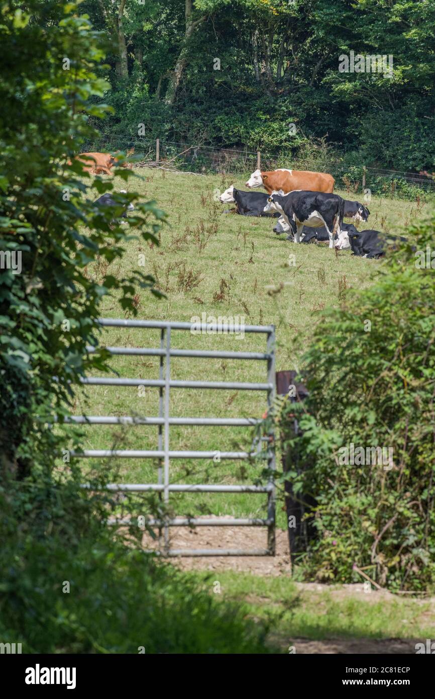 Telephoto shot distant cows / cattle grazing in pasture seen through ...