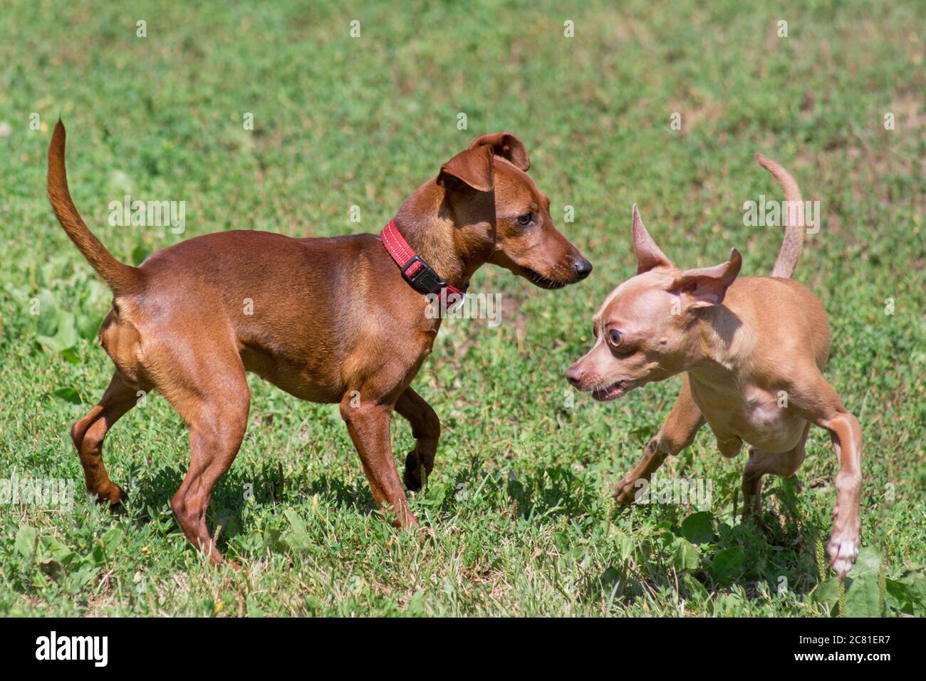 Pinscher terrier hi-res stock photography and images - Alamy