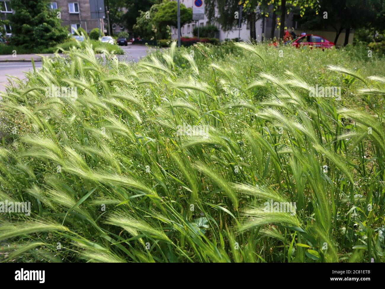 Barley growing in poland hi-res stock photography and images - Alamy