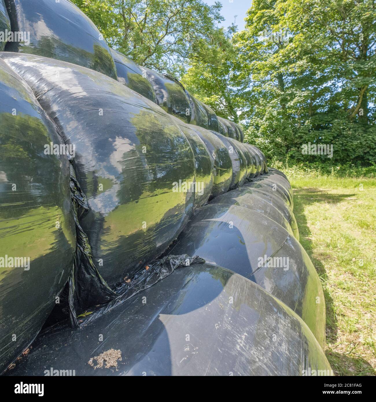 Wrapped in black plastic bale wrap hi-res stock photography and images ...