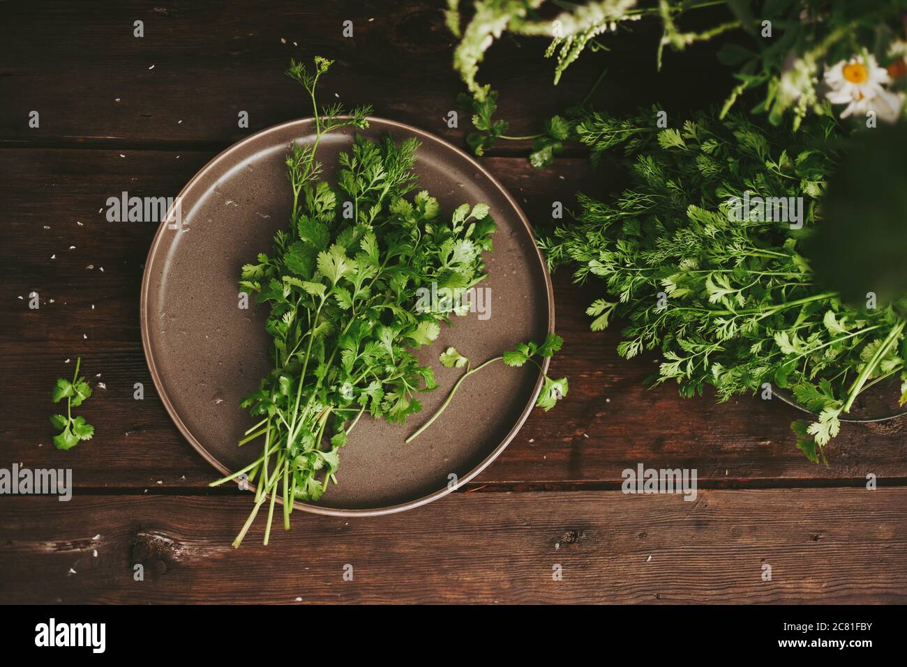 Bunch of cilantro, fresh coriander a wooden dark table. Authentic still ...