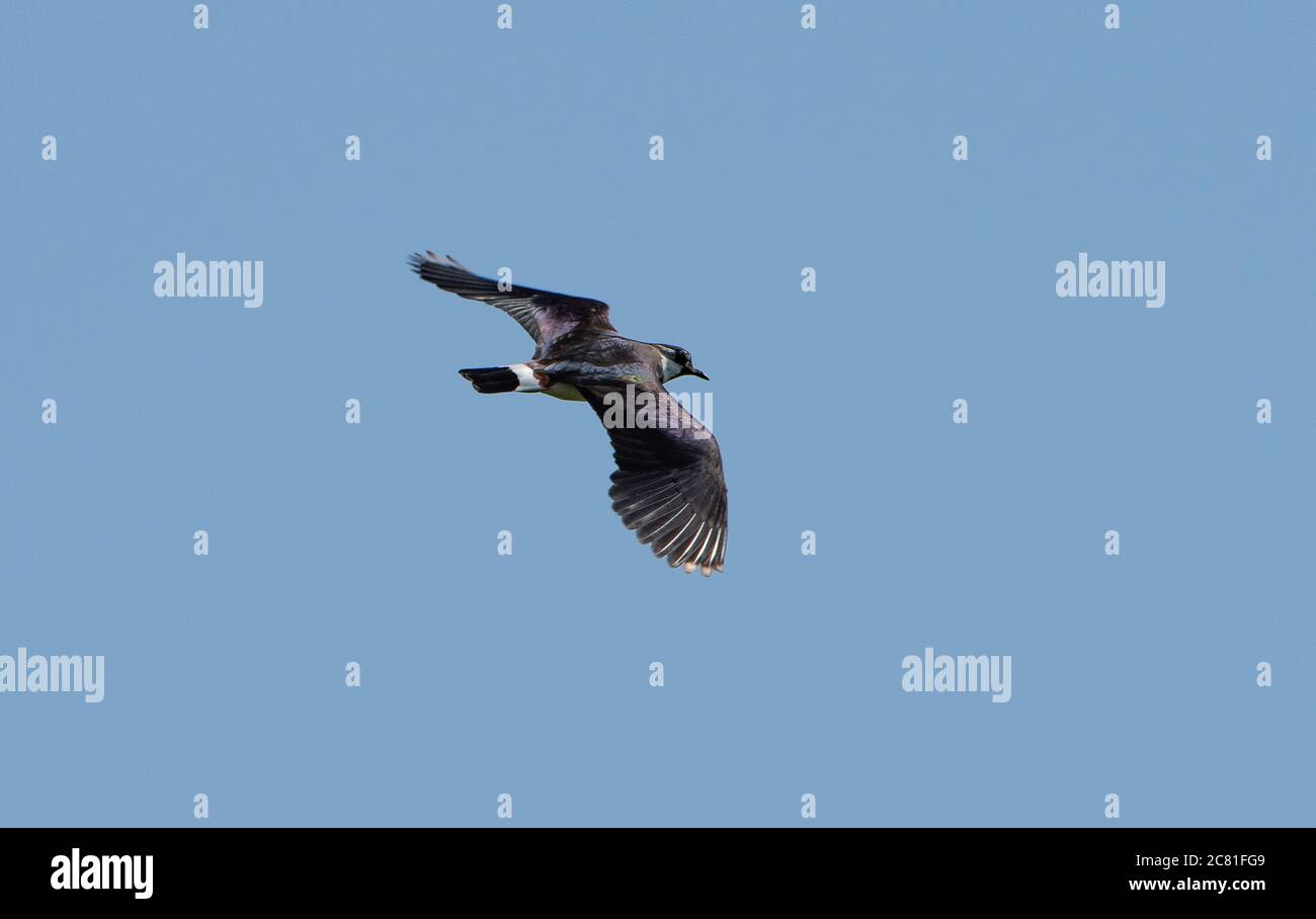 Lapwing Uk Flying High Resolution Stock Photography and Images - Alamy