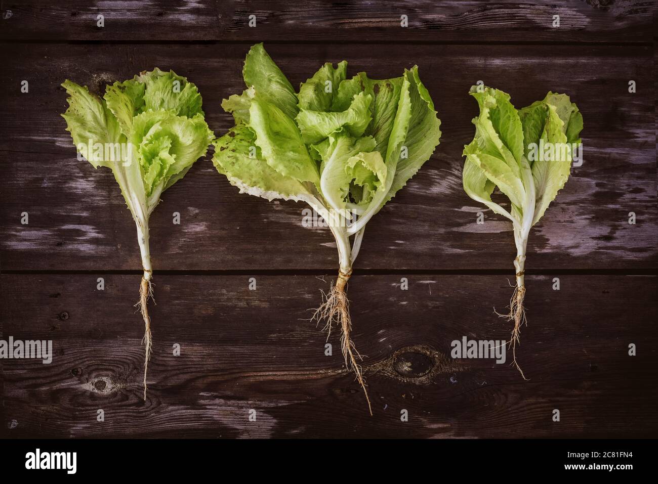 Healthy batavia lettuce hi-res stock photography and images - Alamy