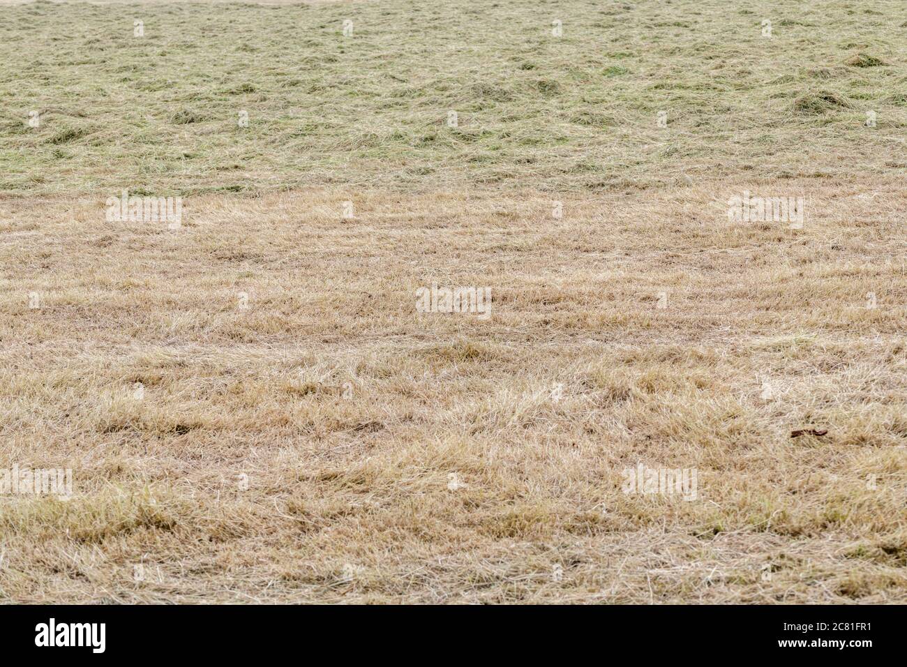 Cut meadow grasses drying out ready to be baled for animal feed Stock ...