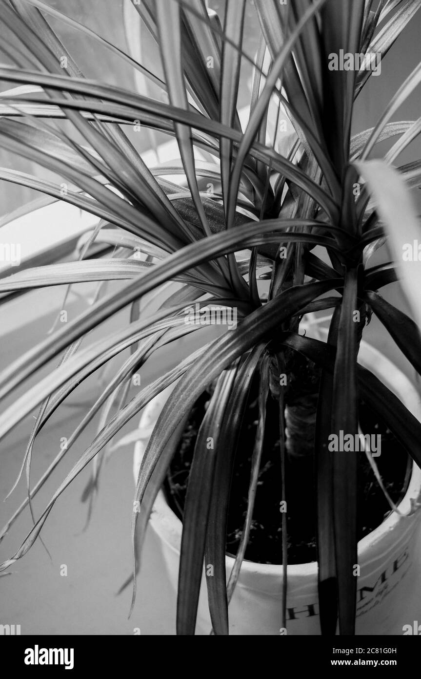 Greyscale close up shot of a domestic plant in a flower pot Stock Photo ...