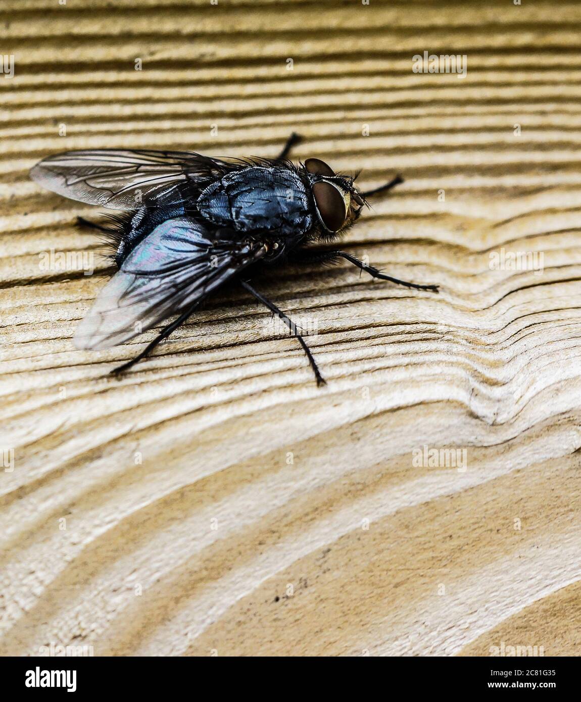 Vertical high angle shot of a fly sitting on a wooden surface with its ...