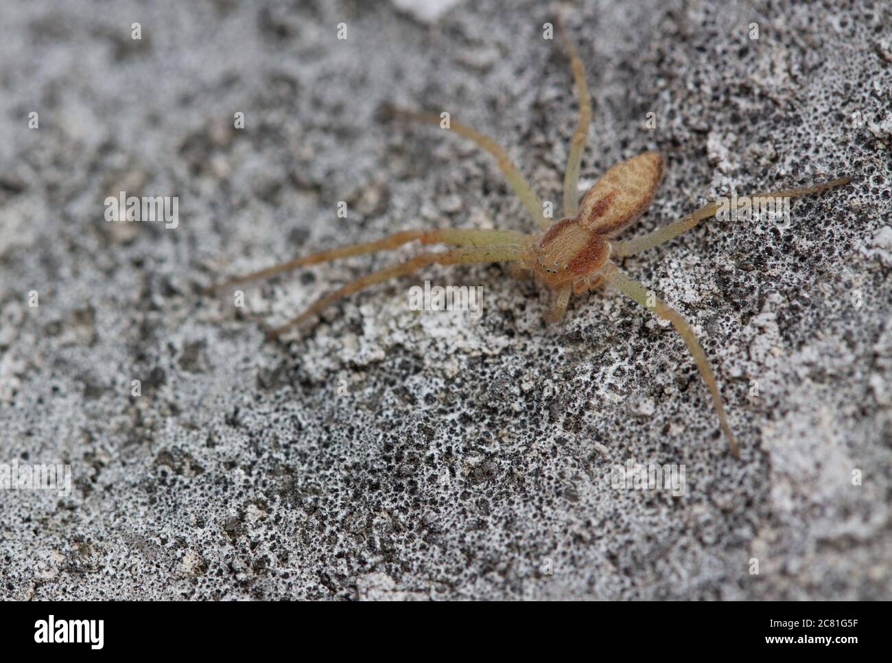 Closeup macro shot of a light brown spider with long legs on a grey and ...