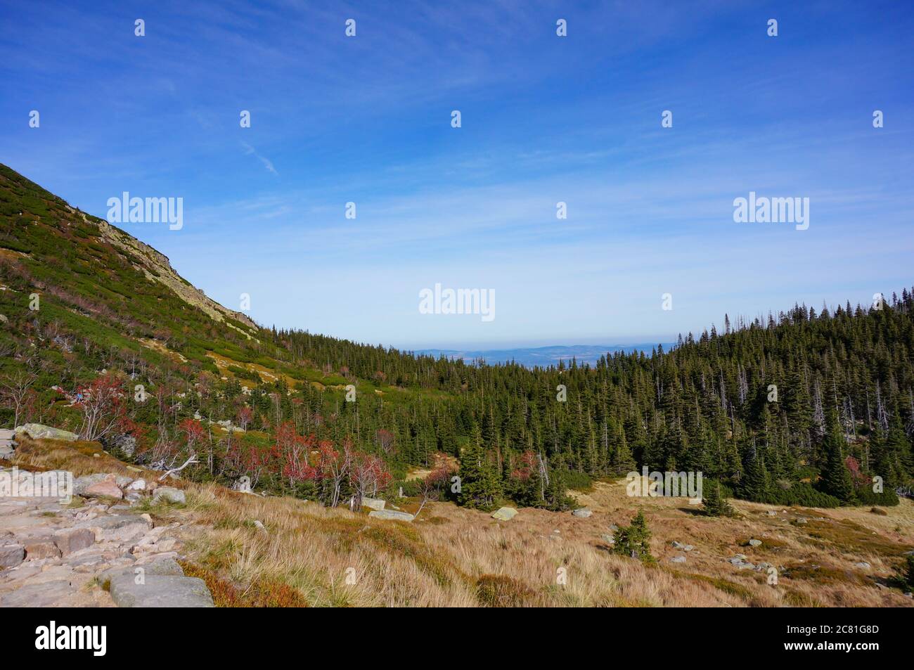 A beautiful view of the trees on the hills captured in the magnificent ...