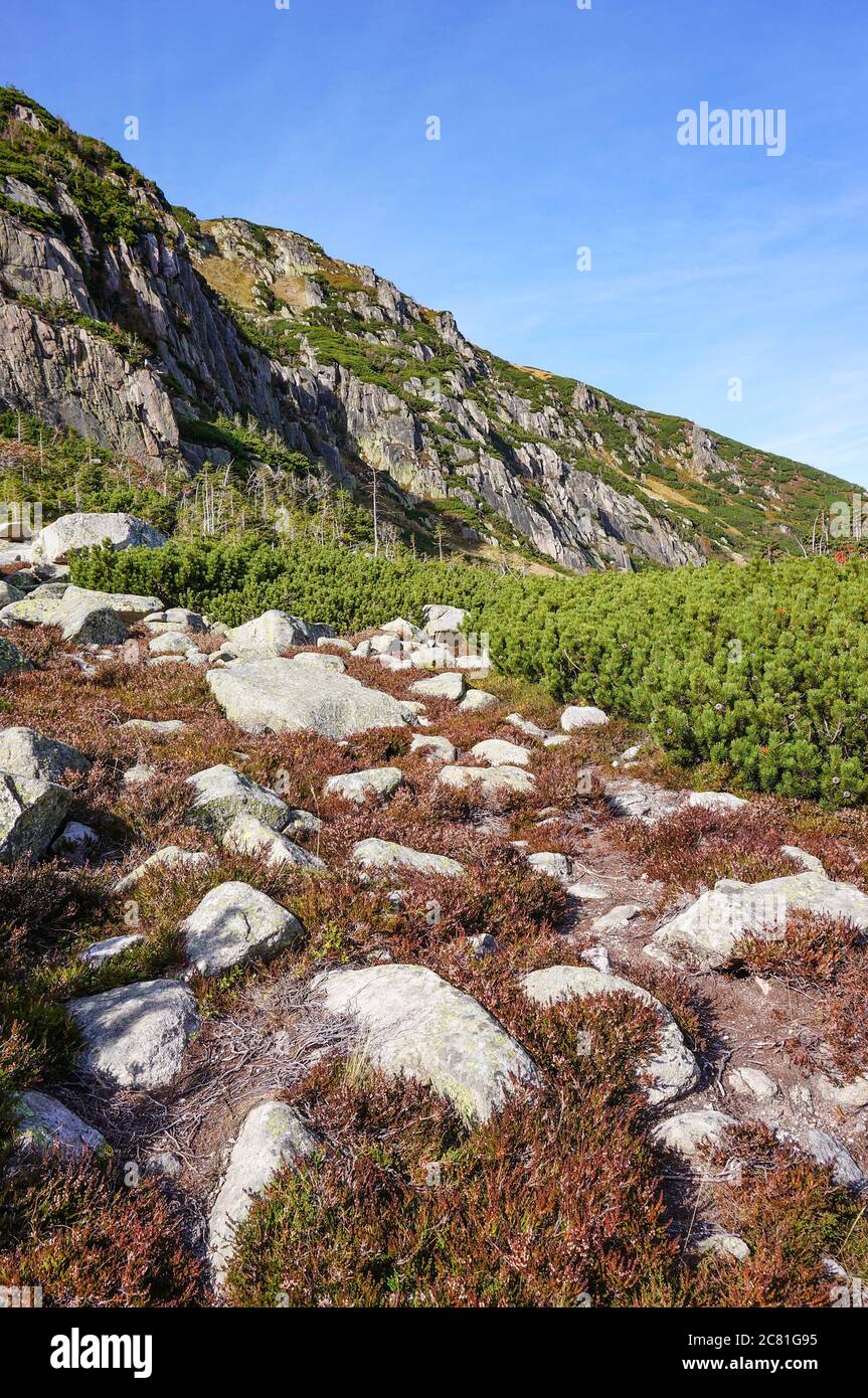 A vertical shot of the trees on the hills captured in the magnificent ...