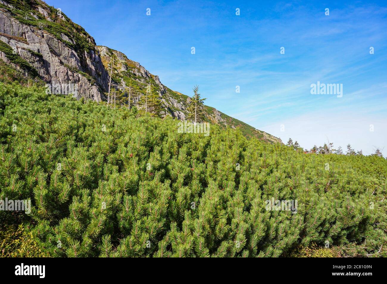 A beautiful view of the trees on the hills captured in the magnificent ...