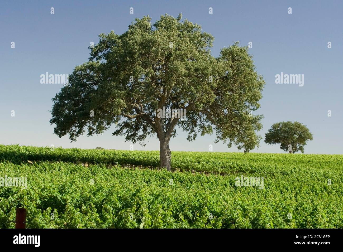 Oak trees in a summer vineyard in rural San Luis Obispo County near ...