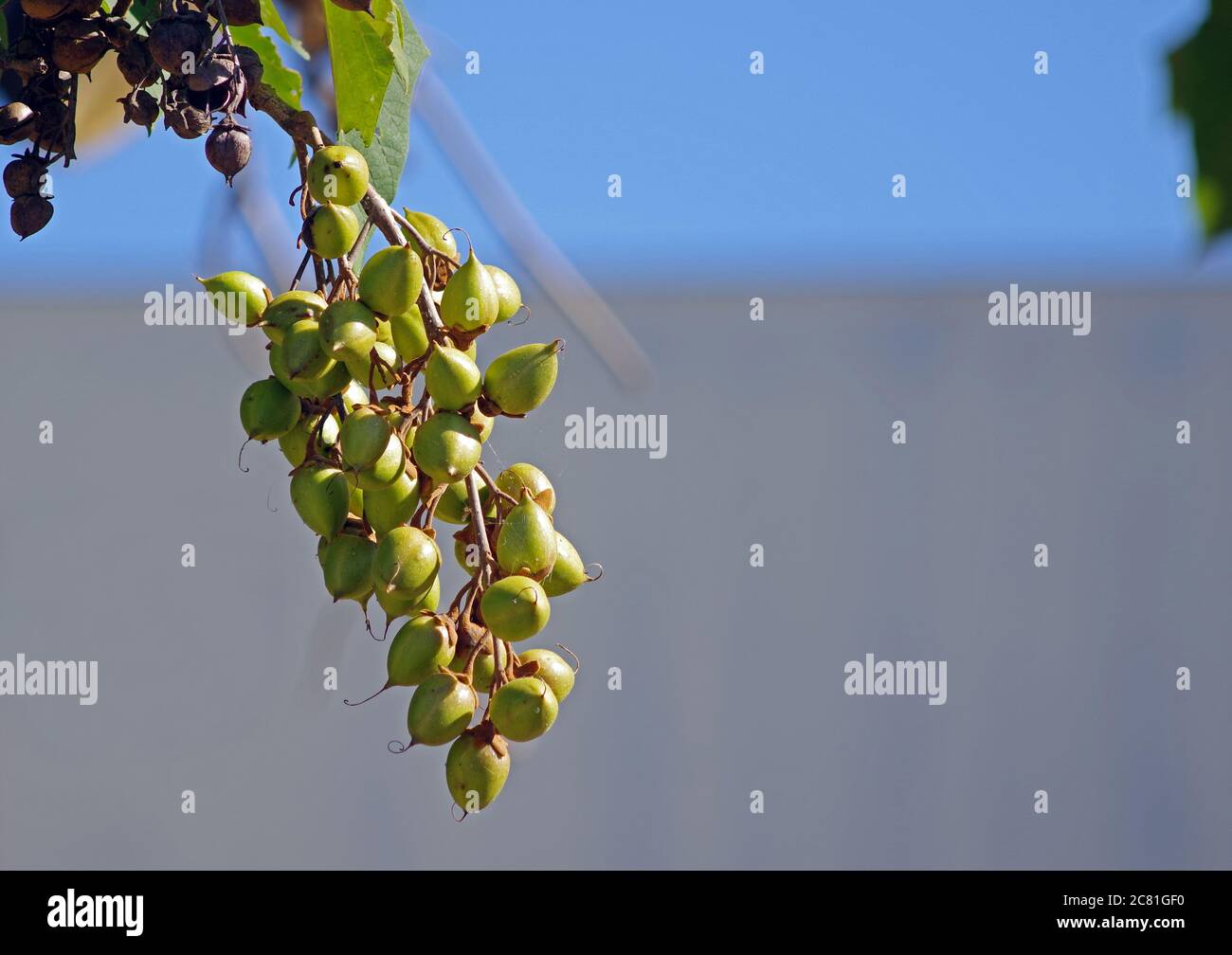 Foxglove (palownia tomentosa) tree in Sardinian garden Stock Photo - Alamy