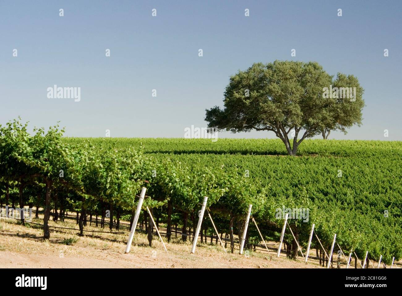 Single Tree In A Vineyard High Resolution Stock Photography and Images ...