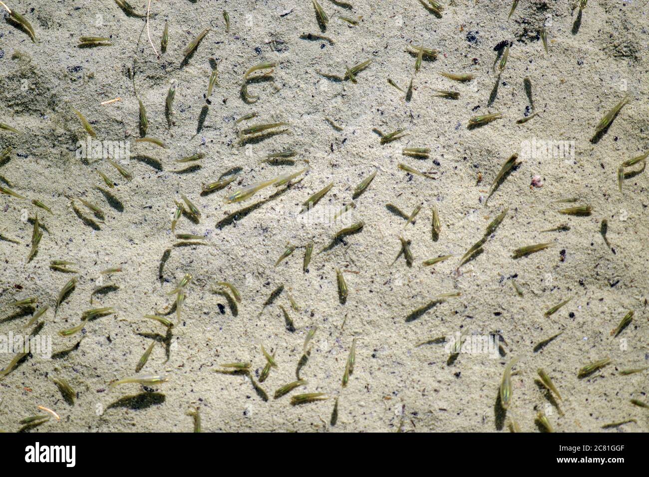 Little fish in the sand Stock Photo - Alamy