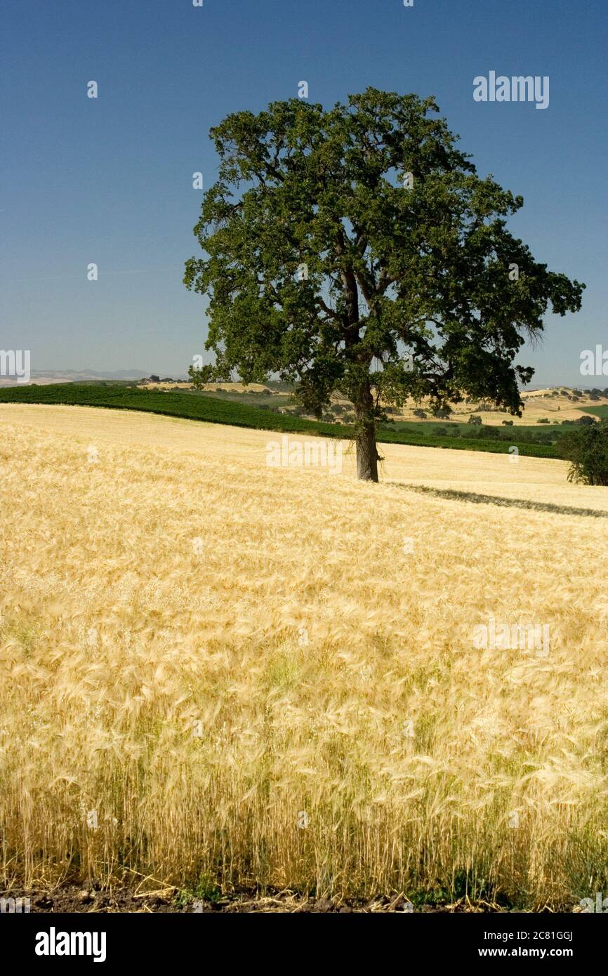 Stately oak tree in a golden field of wheat in San Luis Obispo County ...