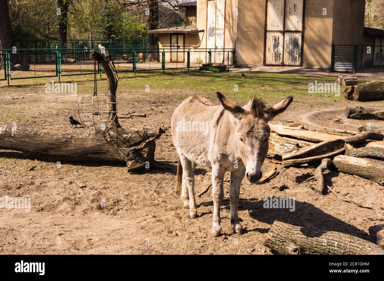 Hairy white donkey hi-res stock photography and images - Alamy