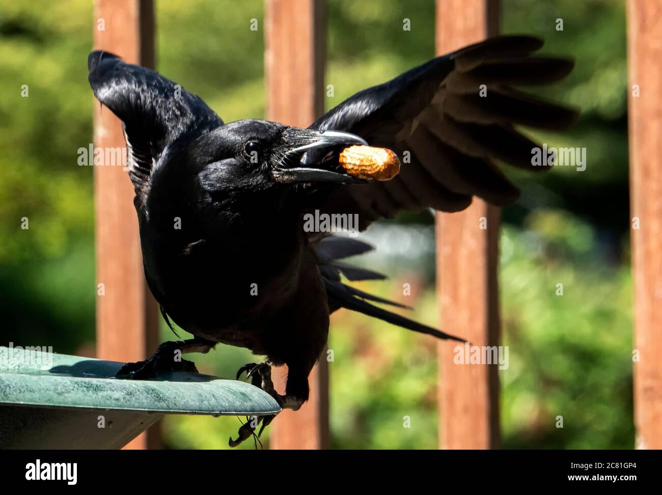 Raven turns to fly off after finding a peanut snack Stock Photo - Alamy