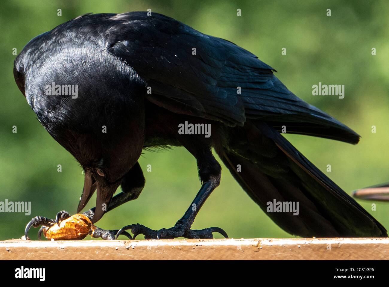 Holds a peanut hi-res stock photography and images - Alamy