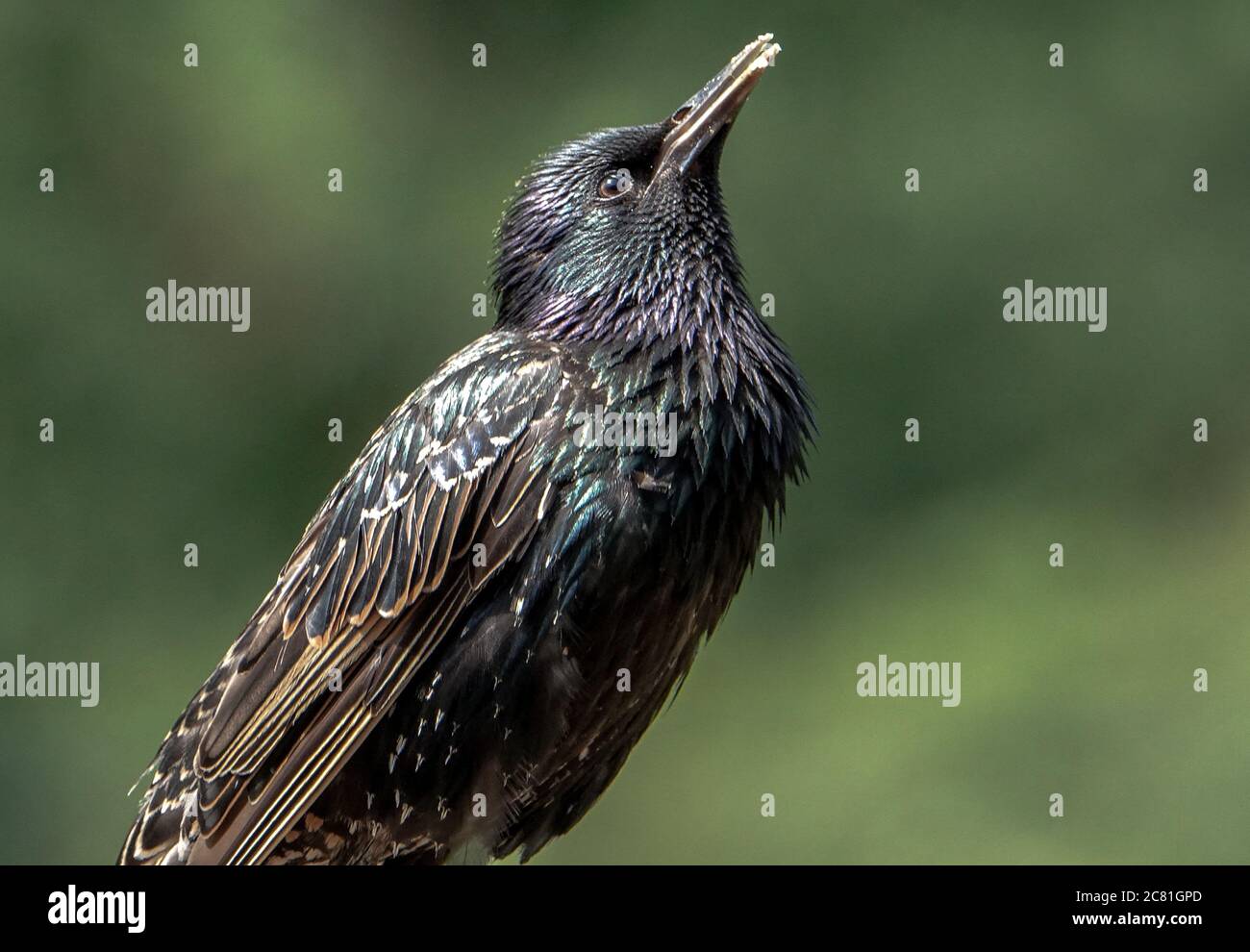 Female Starling poses in the garden Stock Photo - Alamy