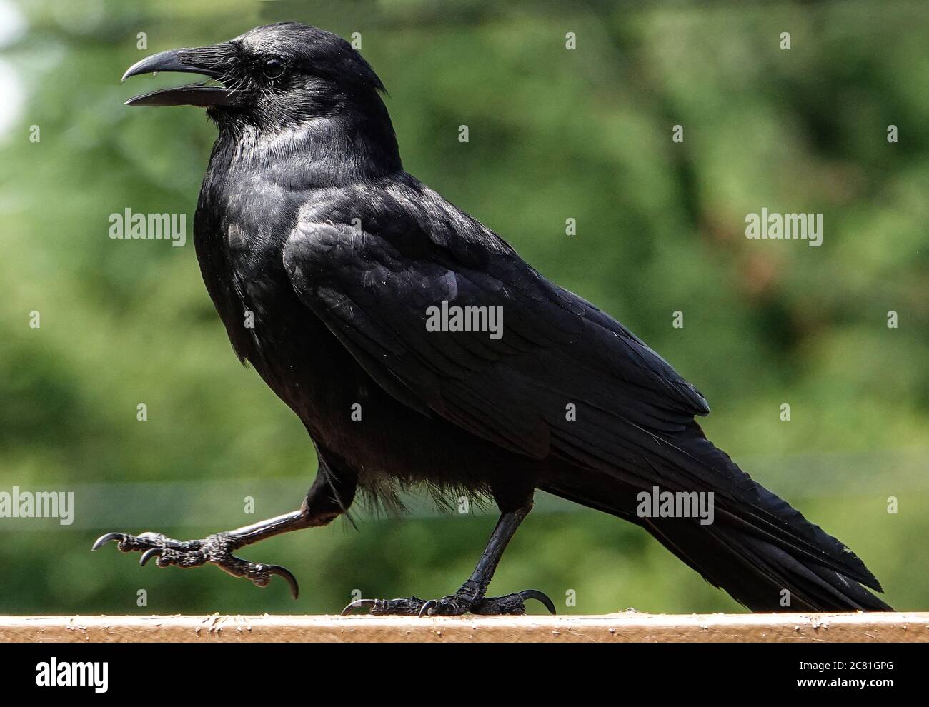 The wild raven walk hi-res stock photography and images - Alamy
