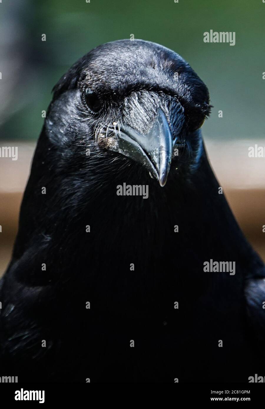 Raven poses on the deck for a portrait Stock Photo - Alamy