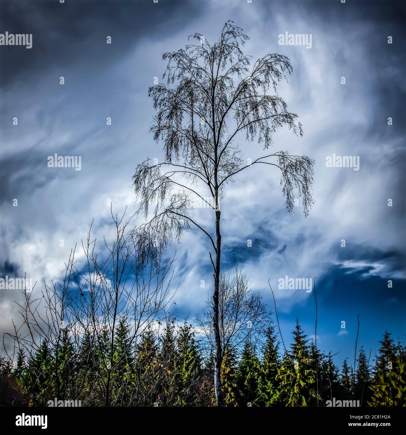 Deciduous tall tree hi-res stock photography and images - Alamy