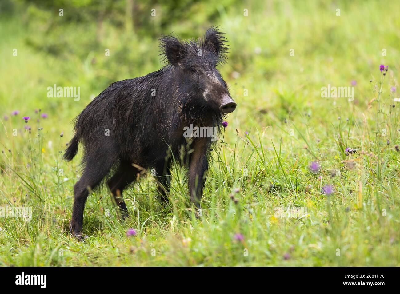 Wild boar standing on meadow in summertime nature Stock Photo - Alamy