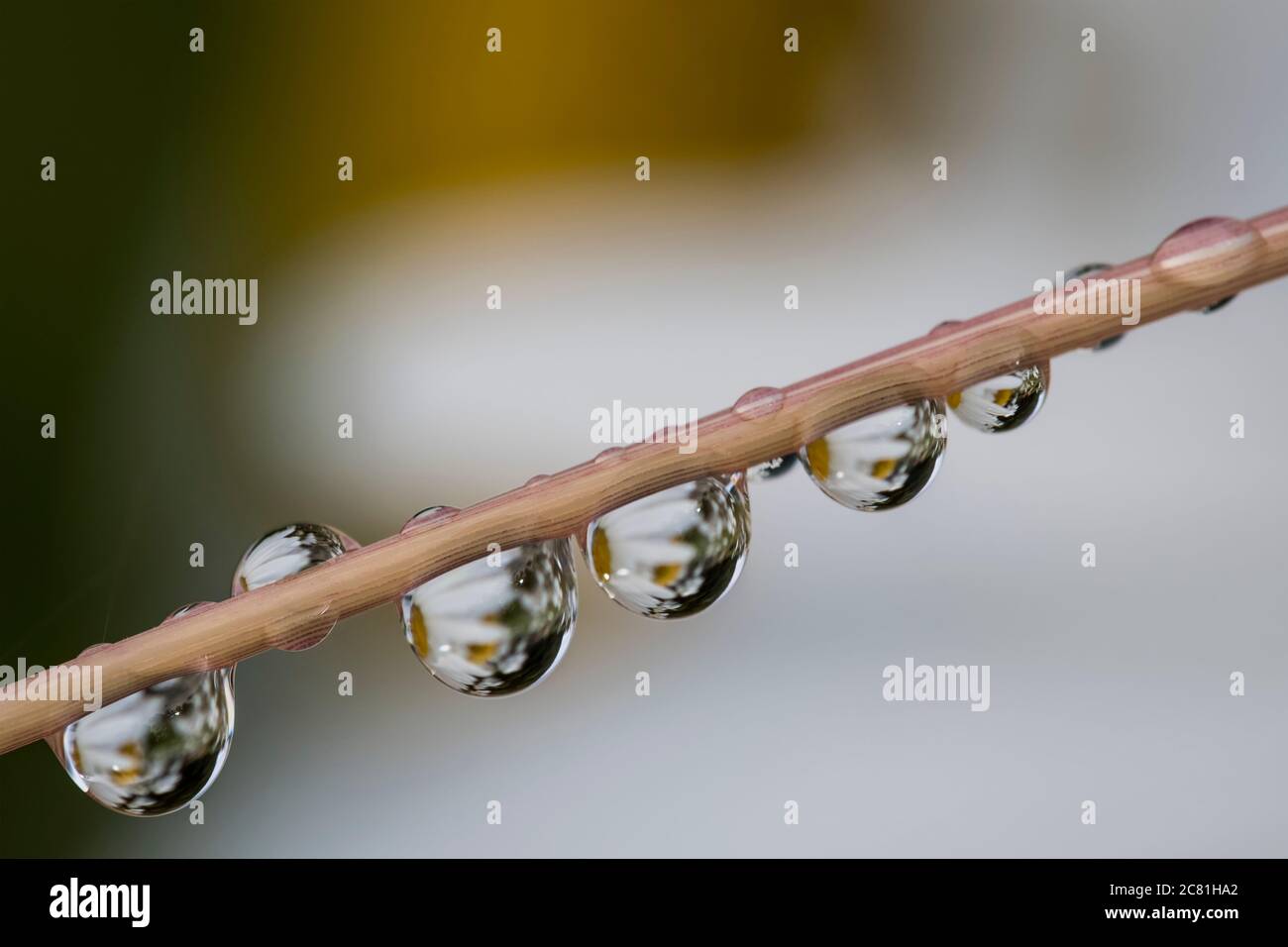 Rain drops weigh down a stem; Astoria, Oregon, United States of America ...