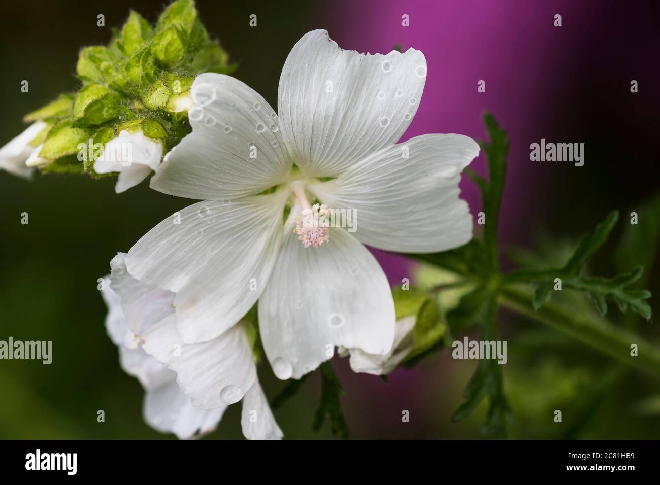 White Sidalcea plant growing in a flower garden; Astoria, Oregon ...
