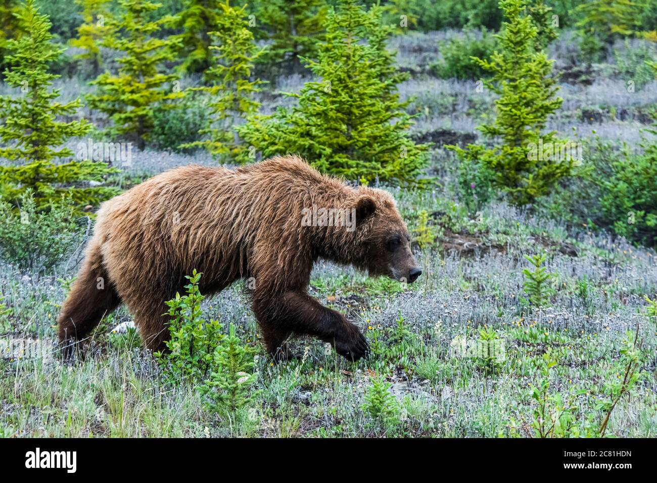 Alaska highway corridor hi-res stock photography and images - Alamy