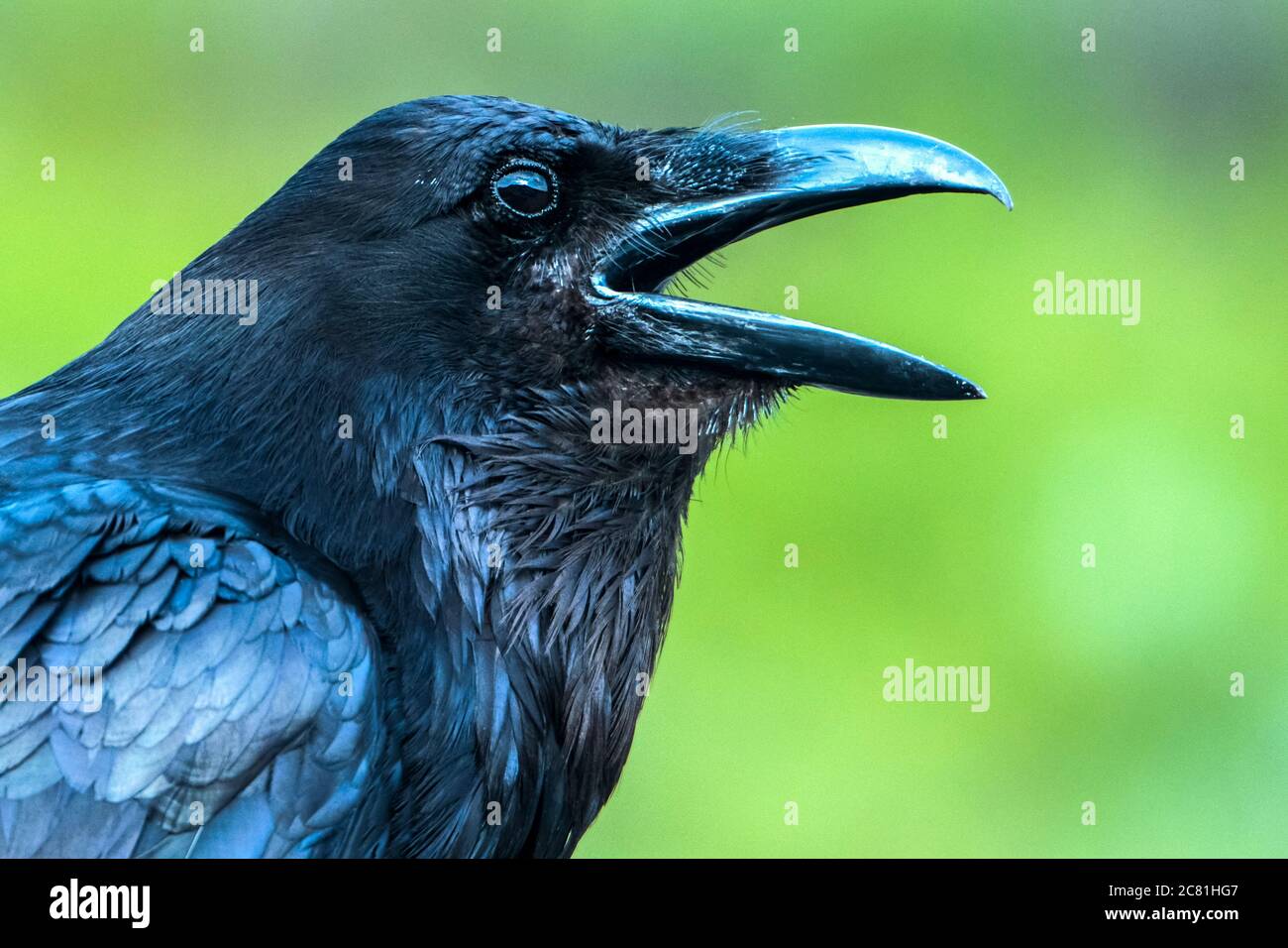 Raven alaska hi-res stock photography and images - Alamy