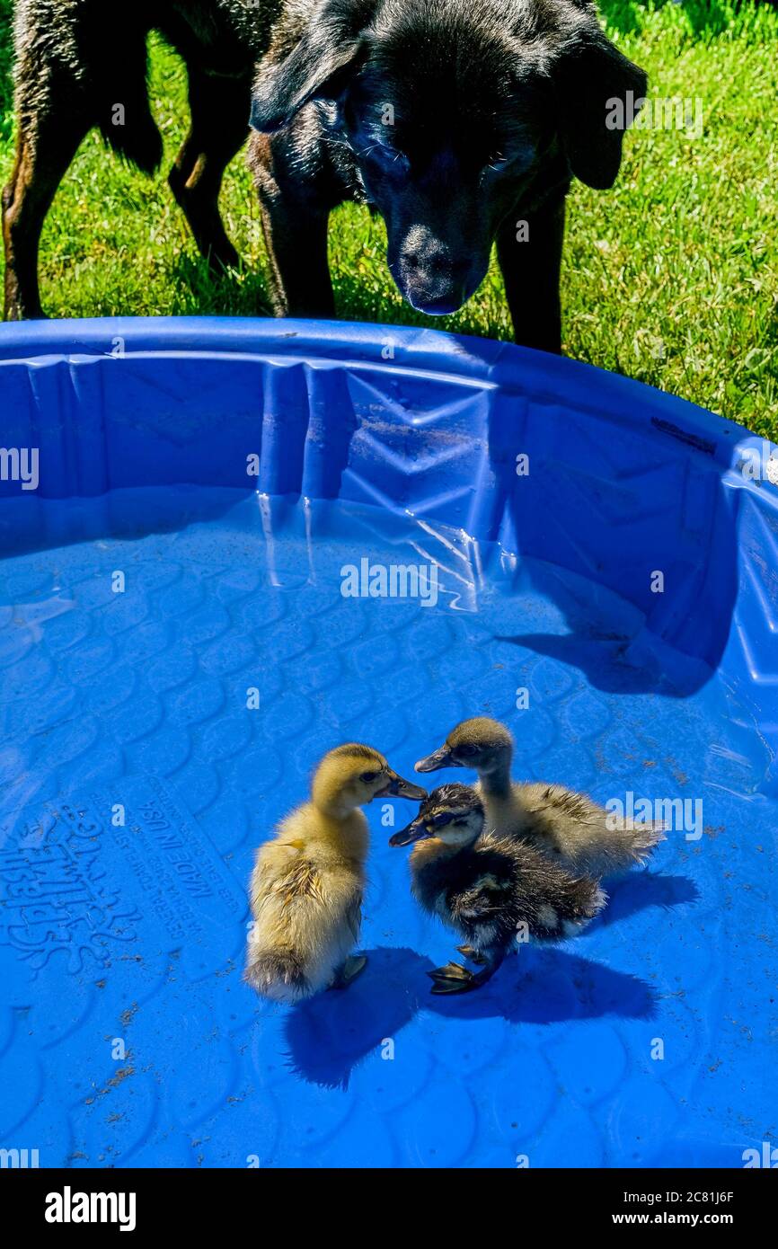 Dog looking at ducklings in backyard kiddie pool Stock Photo - Alamy