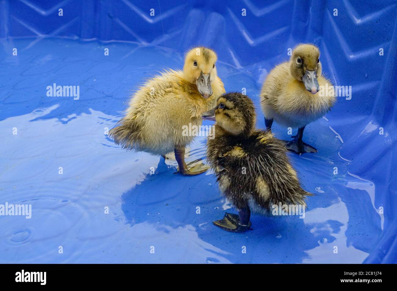 ducklings in backyard kiddie pool Stock Photo - Alamy