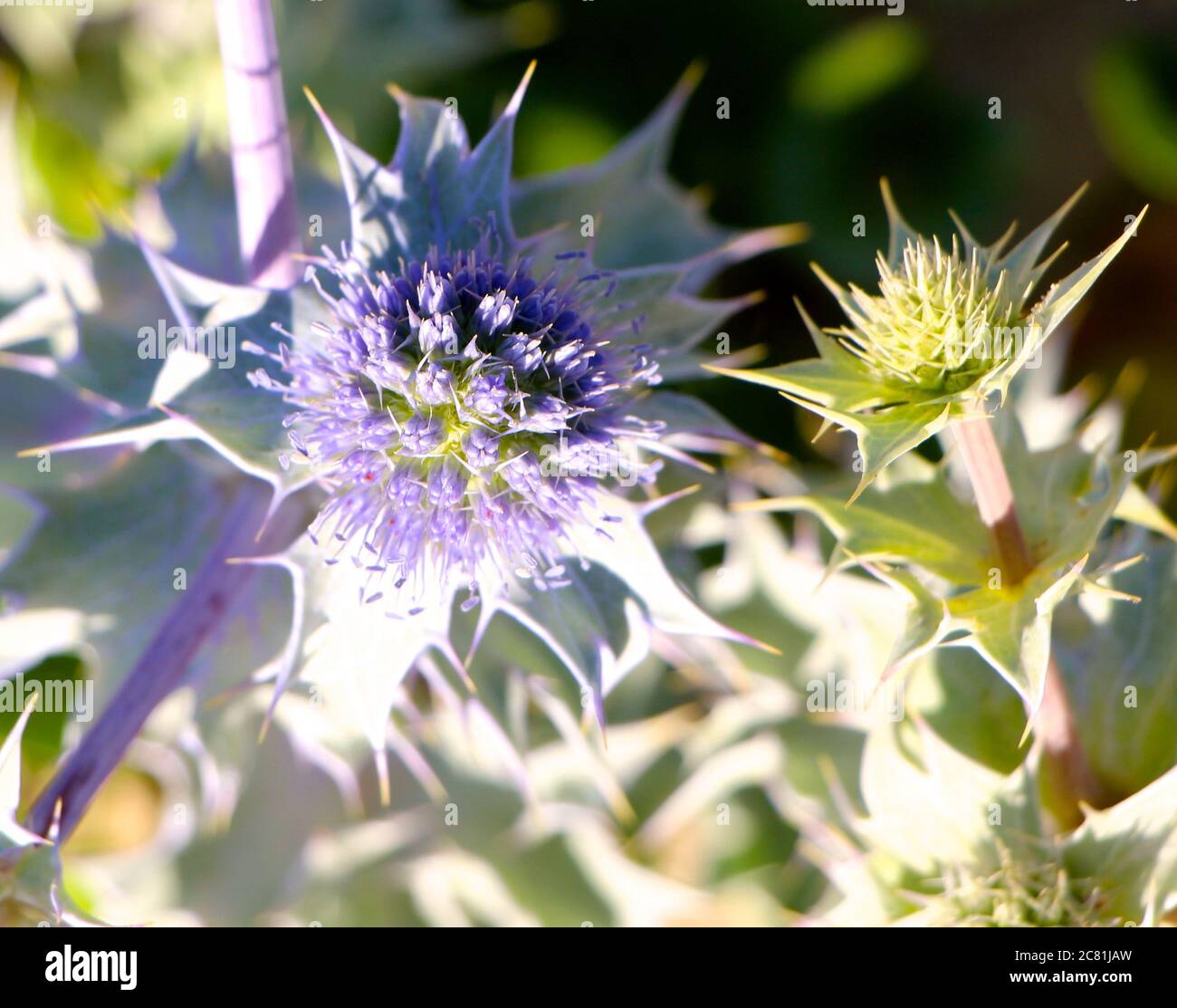 Purple eryngium hi-res stock photography and images - Alamy