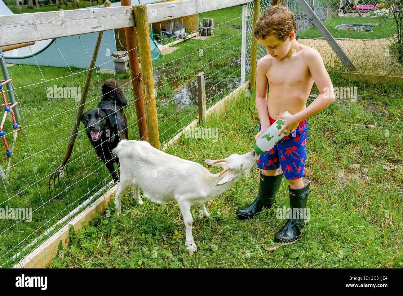 Young boy bottle feeding goat Stock Photo - Alamy