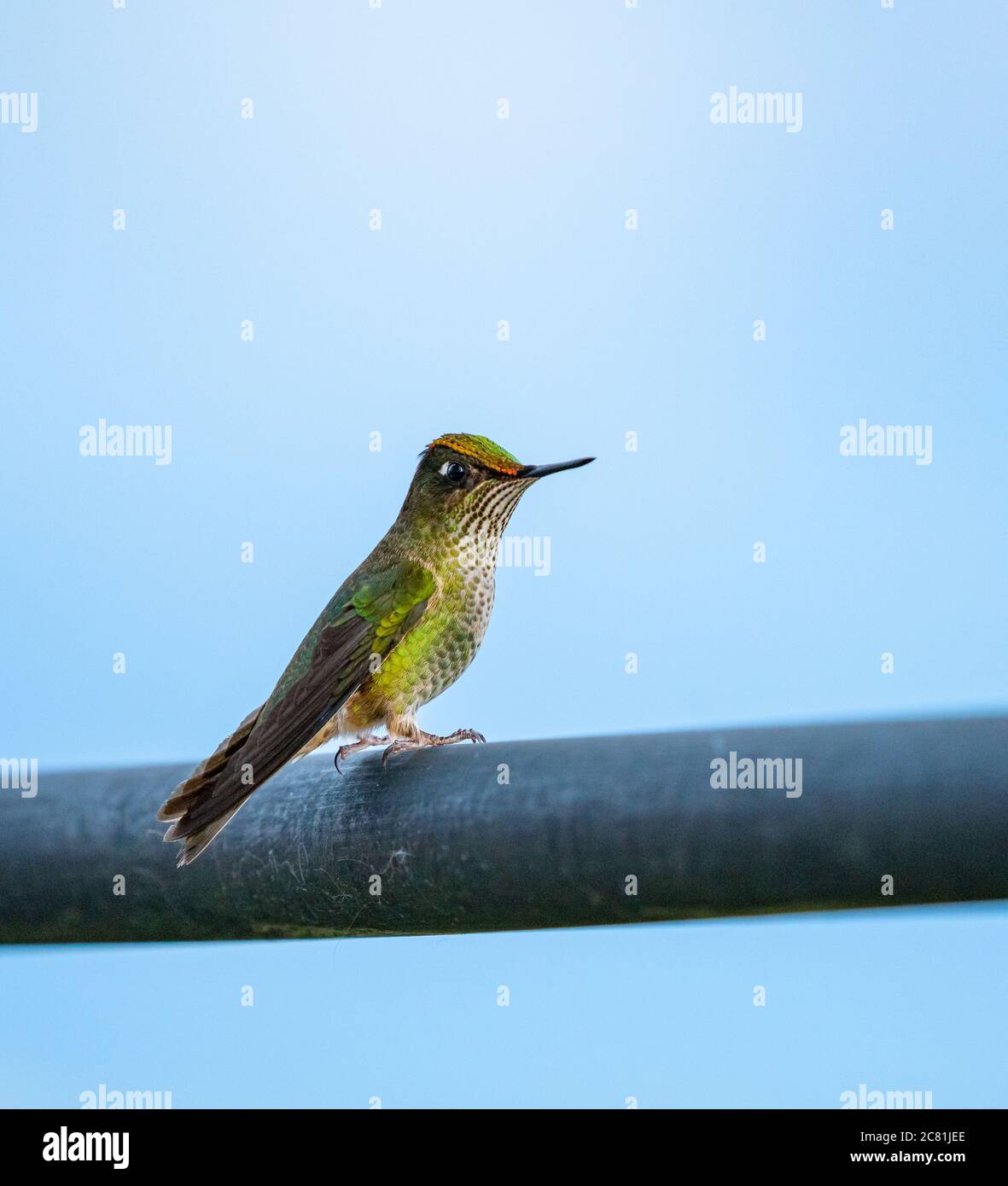 Hummingbird south america hi-res stock photography and images - Alamy