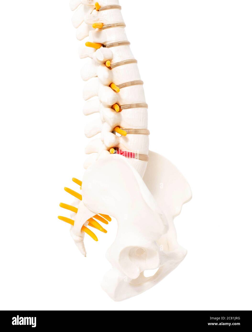 Lumbar spine and sacrococcygeal on a white background, isolate ...