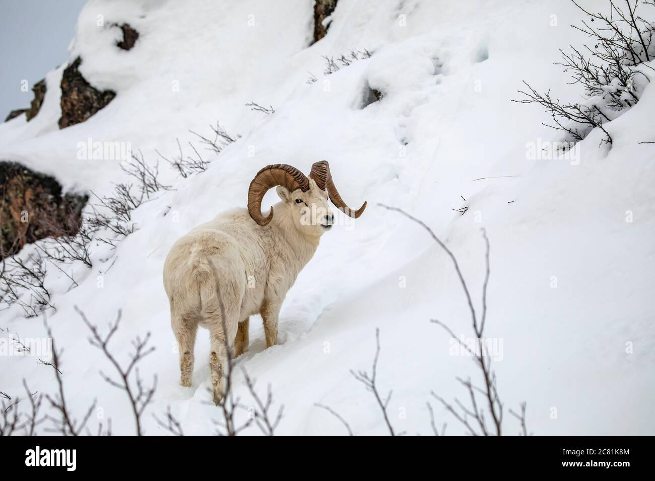 Dall sheep (Ovis dalli) ram roams and feeds in the Windy Point area ...