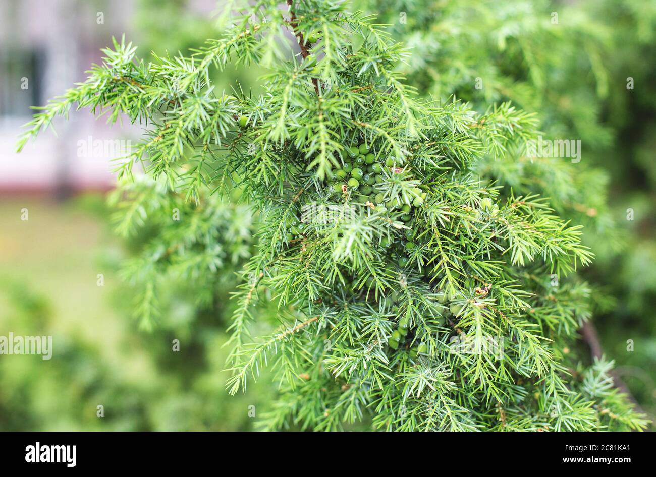 Beautiful green round fruits of juniper on a branch. Coniferous plants ...