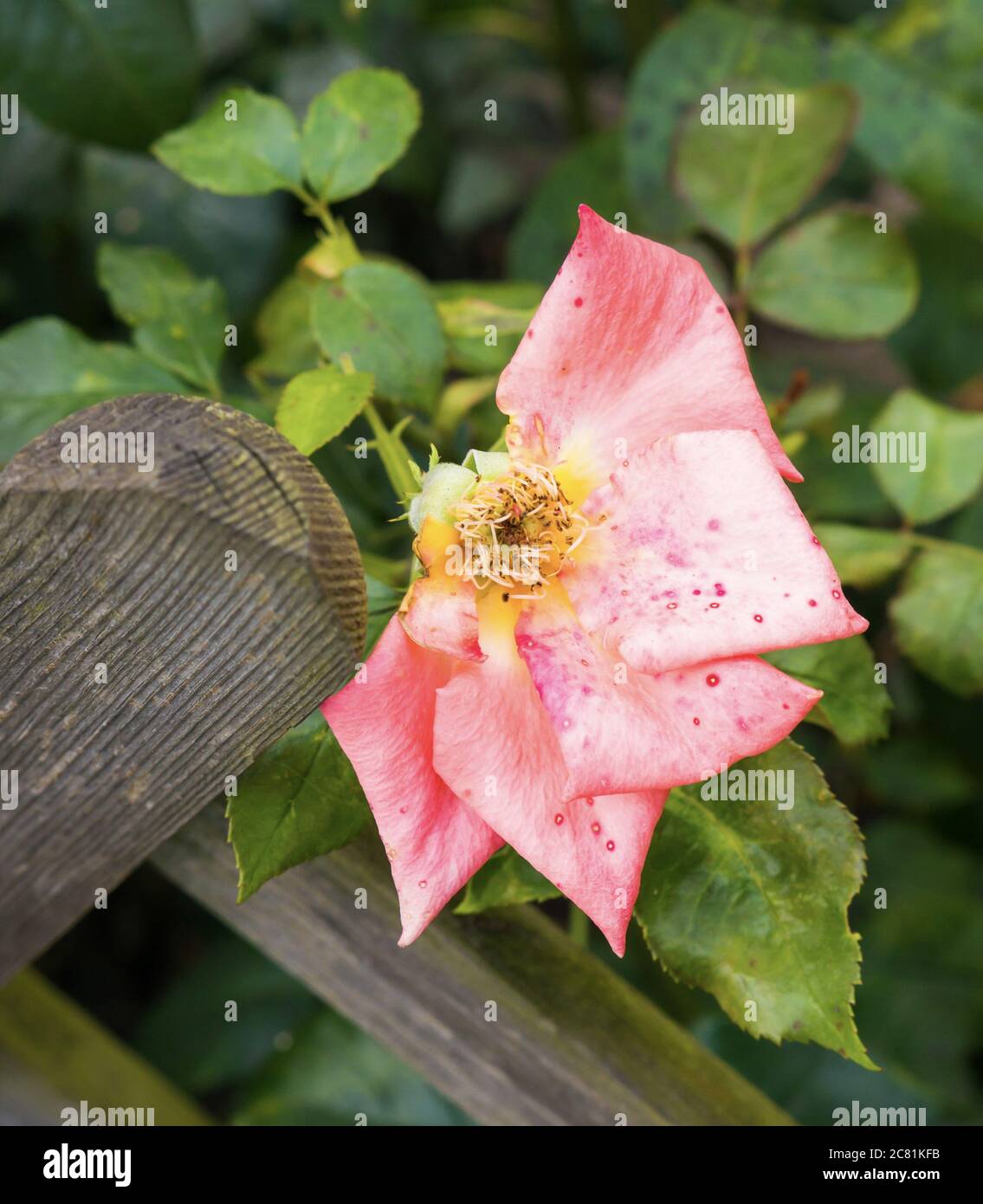 Sun damaged flowers hi-res stock photography and images - Alamy