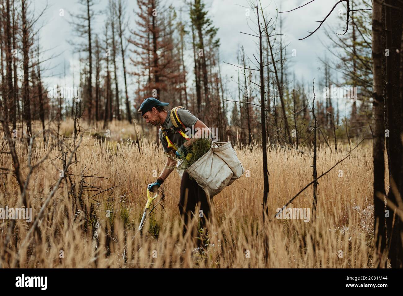 Man working in forest planting new trees. Male forester with seedlings ...