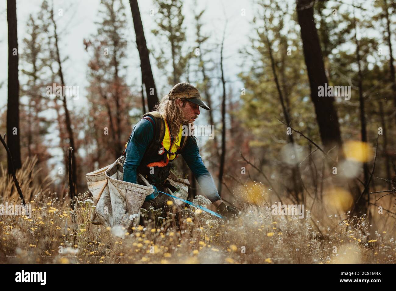 Man planting new saplings in forest. Male forester planting seedlings ...