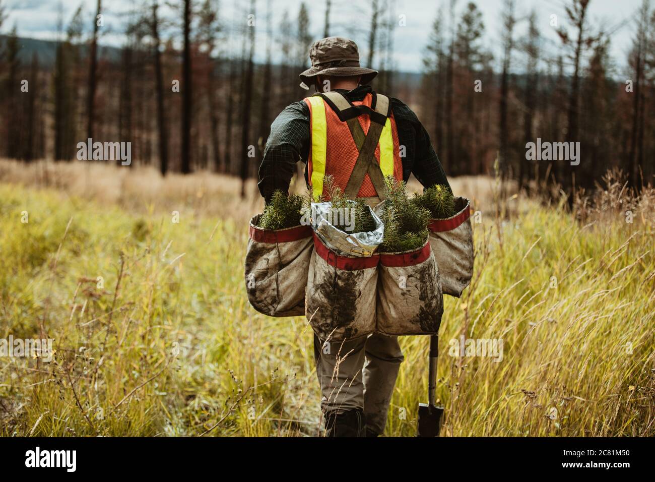 Rear view of a forest ranger with bags full of pine seedlings for ...