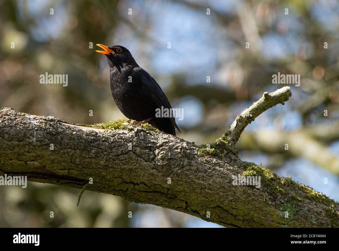 Singing birds in the tree hi-res stock photography and images - Alamy