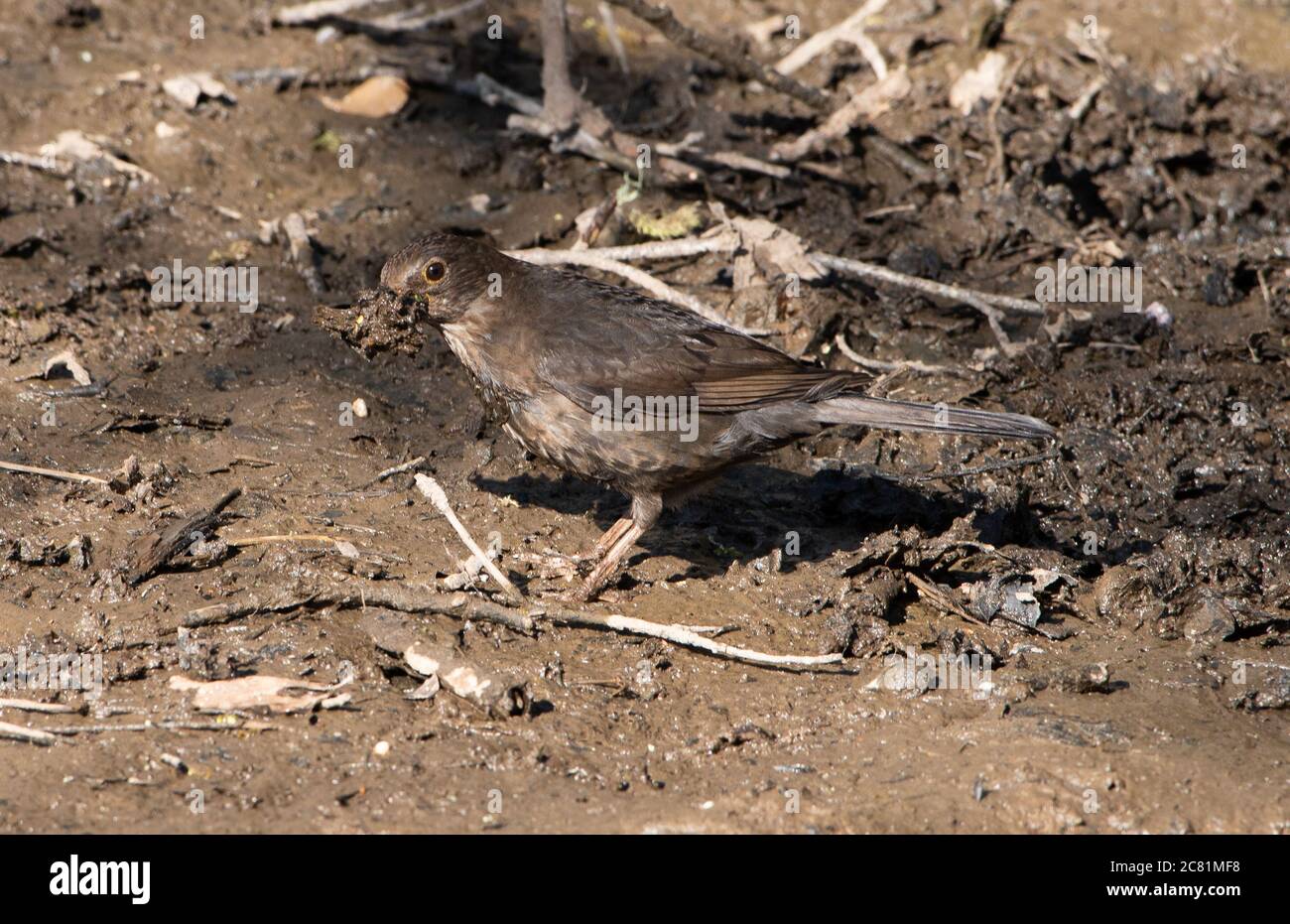 Mud bird nest hi-res stock photography and images - Alamy