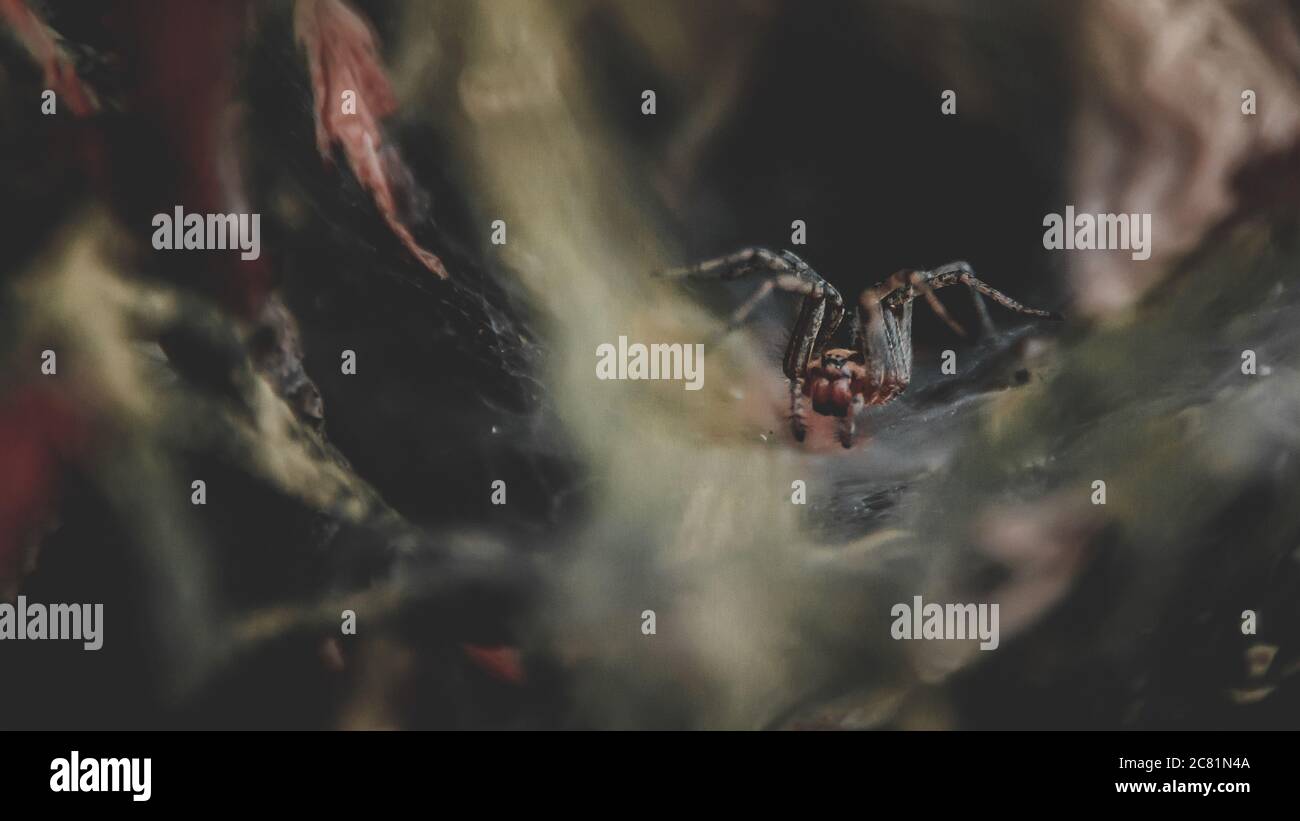 Selective focus shot of a spider on its webs on the trunk of a tree ...