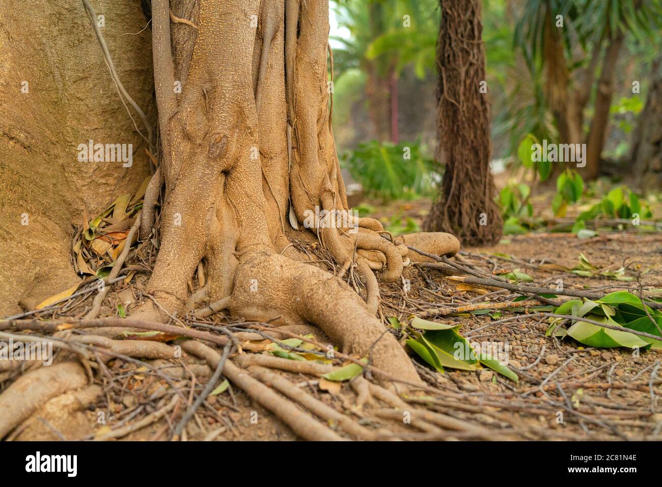 Tropical ficus tree roots. Winding roots closeup with aerial roots in ...