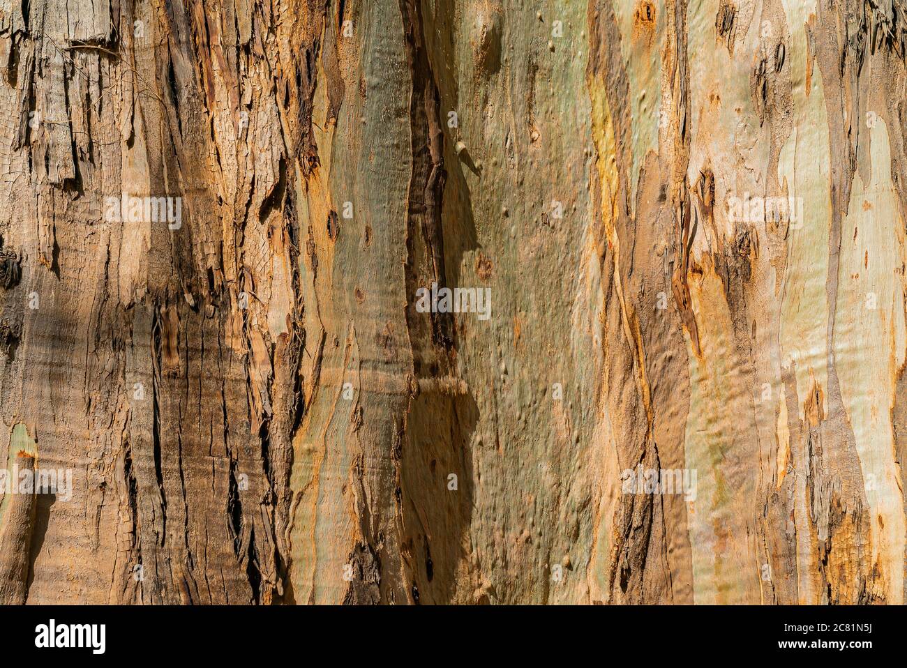Natural background of eucalyptus gumtree bark. Closeup of trunk ...